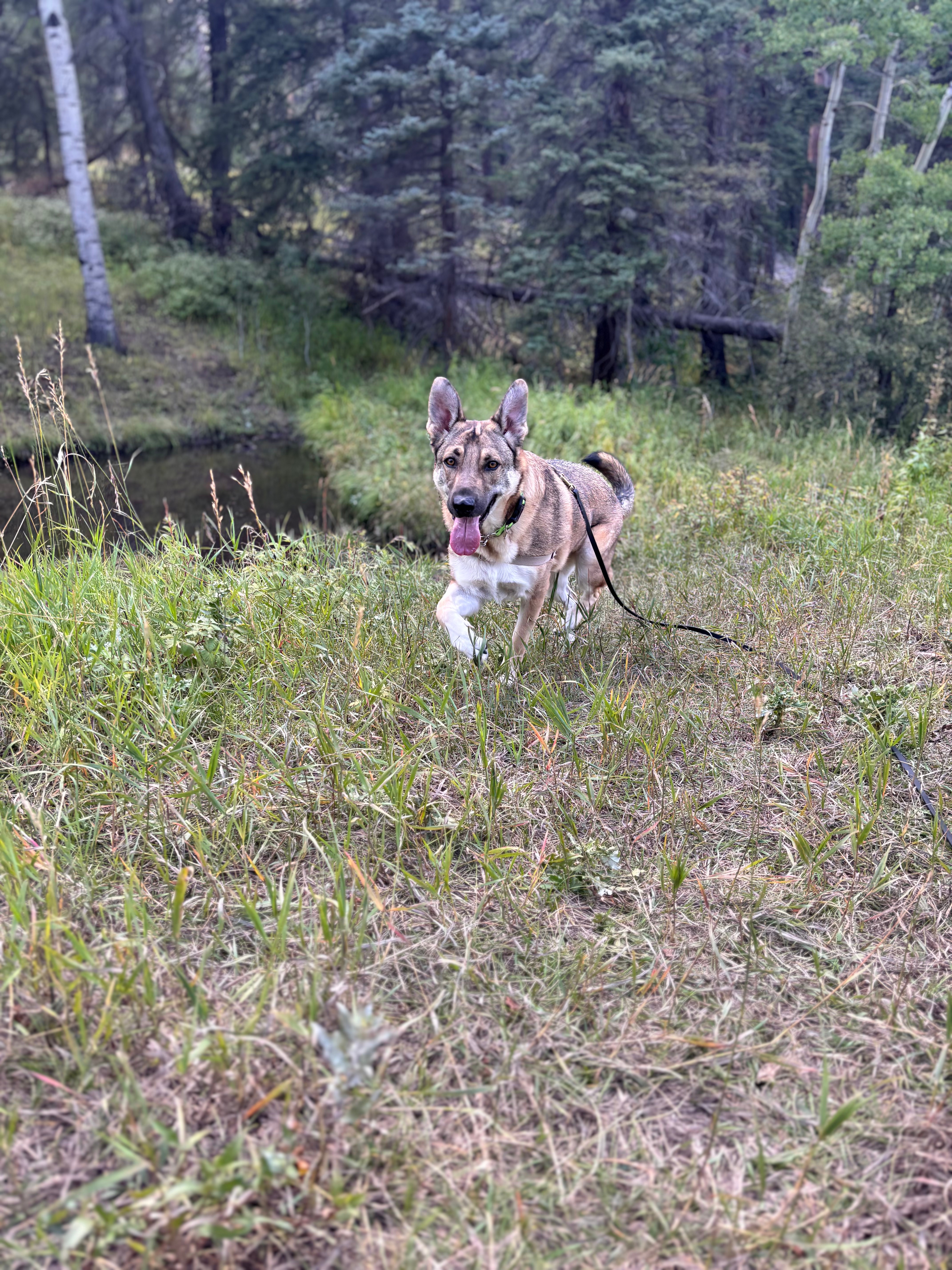 Board & Train Packages - Paws & Praise Dog Training
